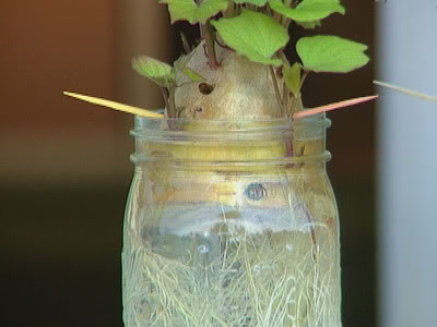 Growing Potatoes In A Jar 2 Pictures Of Graphs